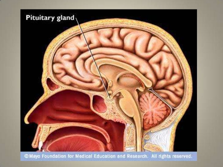 Pituitary gland