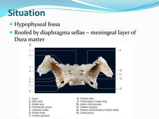 Pituitary gland | PPTX