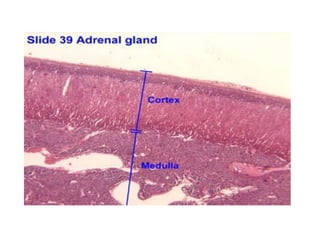 Pituitary Gland Slide