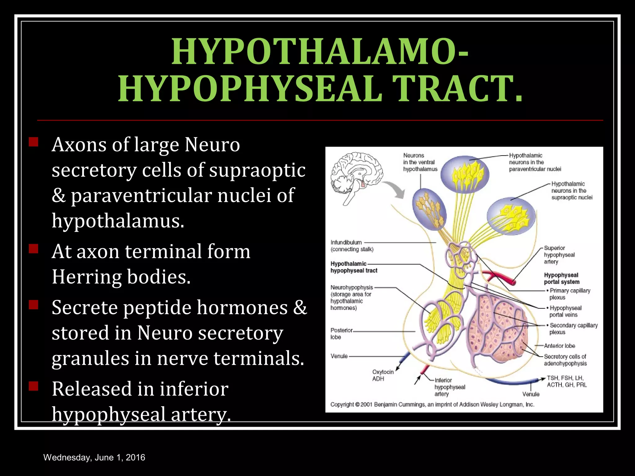 ANTERIOR PITUITARY GLAND | PPT