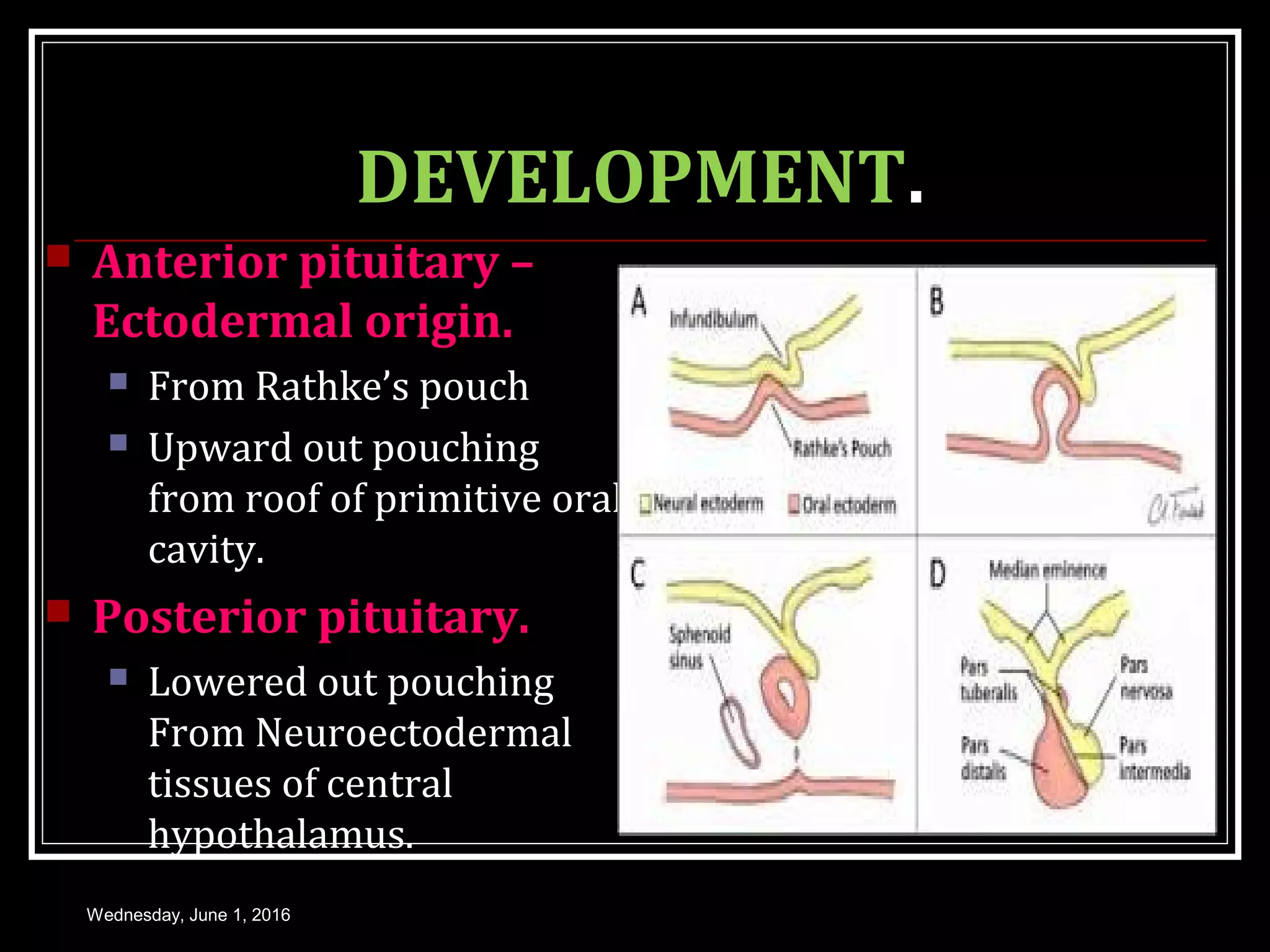 ANTERIOR PITUITARY GLAND | PPT