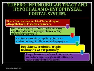 ANTERIOR PITUITARY GLAND | PPT
