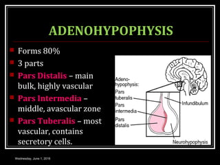 ANTERIOR PITUITARY GLAND | PPT