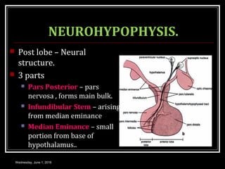ANTERIOR PITUITARY GLAND | PPT