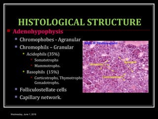 Anterior Pituitary Microscope Slide