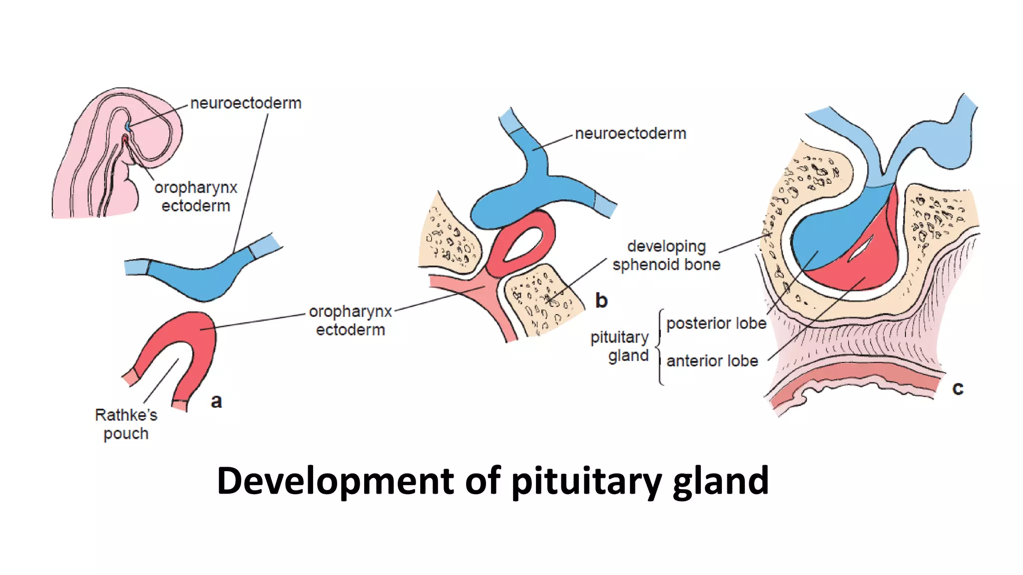 Pituitary gland- Anatomy, histology and embryology | PDF