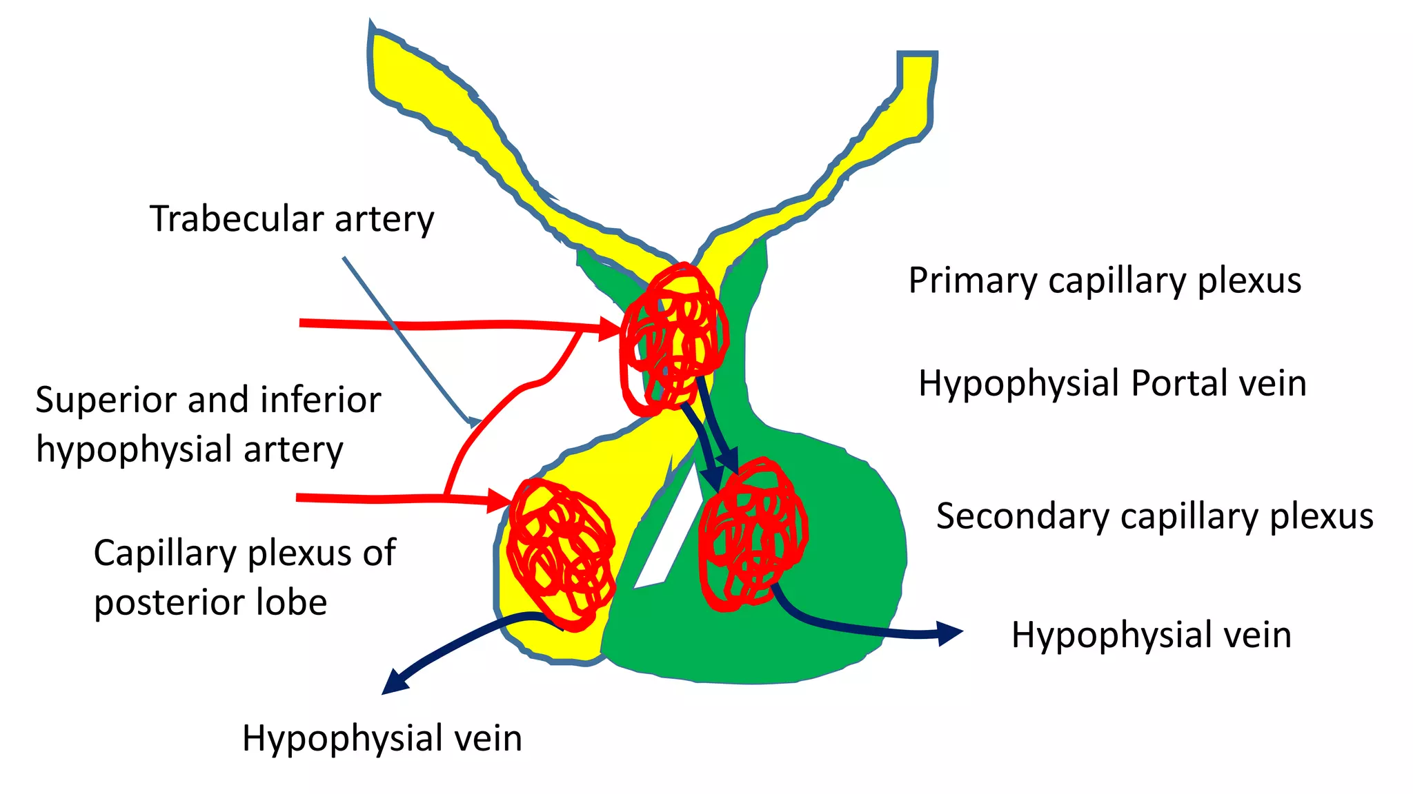 Pituitary gland- Anatomy, histology and embryology | PDF