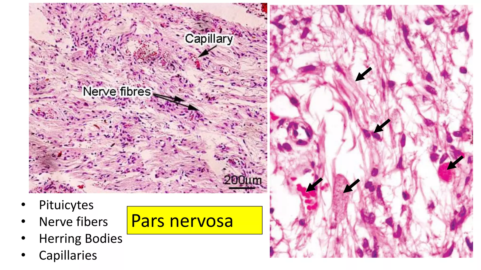Pituitary gland- Anatomy, histology and embryology | PDF