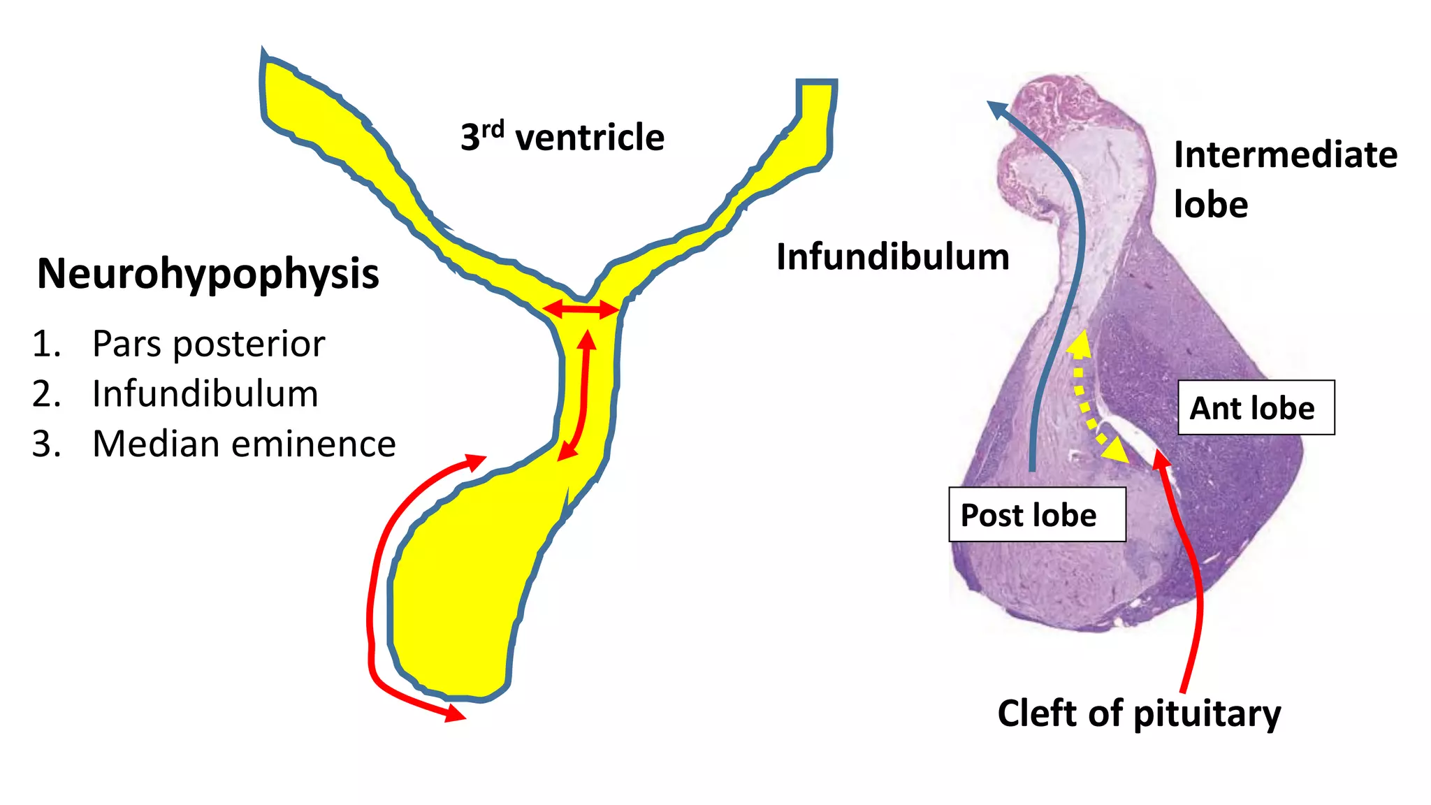 Pituitary gland- Anatomy, histology and embryology | PDF