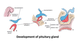 Pituitary gland- Anatomy, histology and embryology | PDF