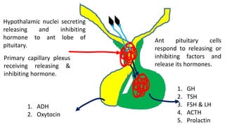 Pituitary gland- Anatomy, histology and embryology | PDF