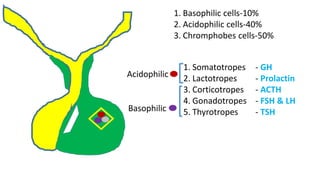 Pituitary gland- Anatomy, histology and embryology | PDF