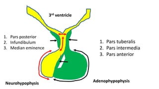 Pituitary gland- Anatomy, histology and embryology | PDF
