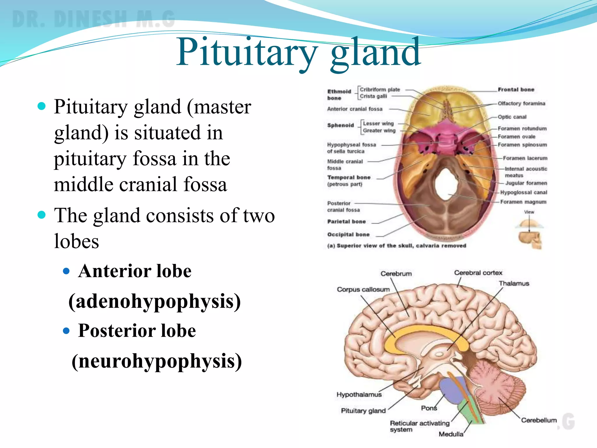 Pituitary gland | PPTX