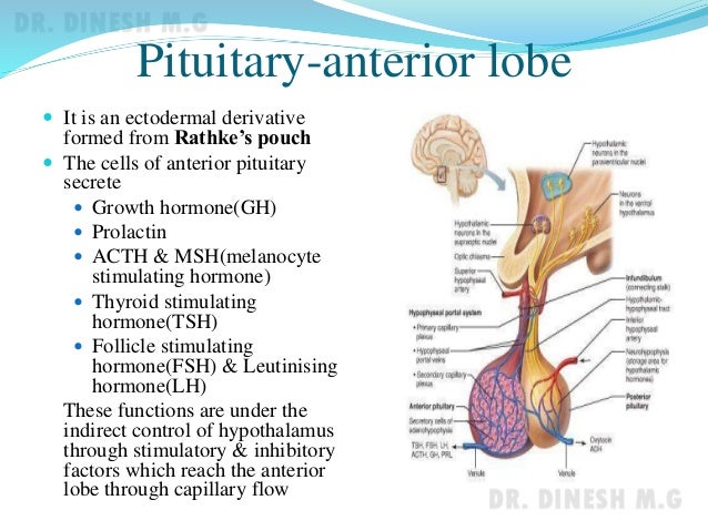 Pituitary gland