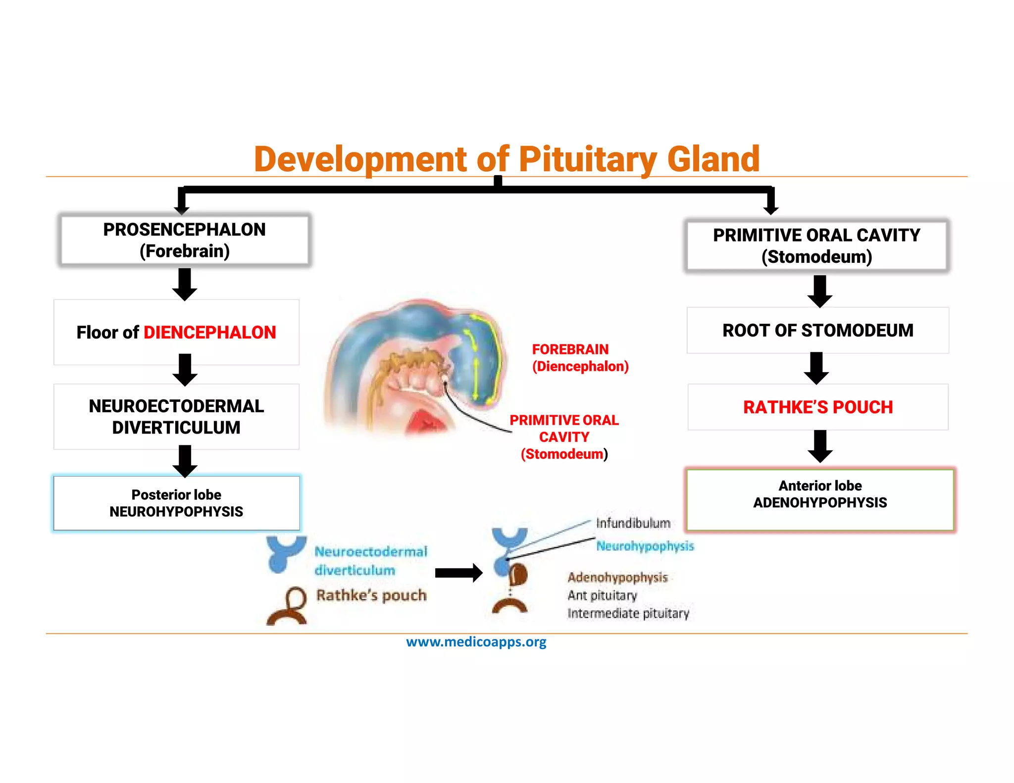 Pituitary gland | PDF