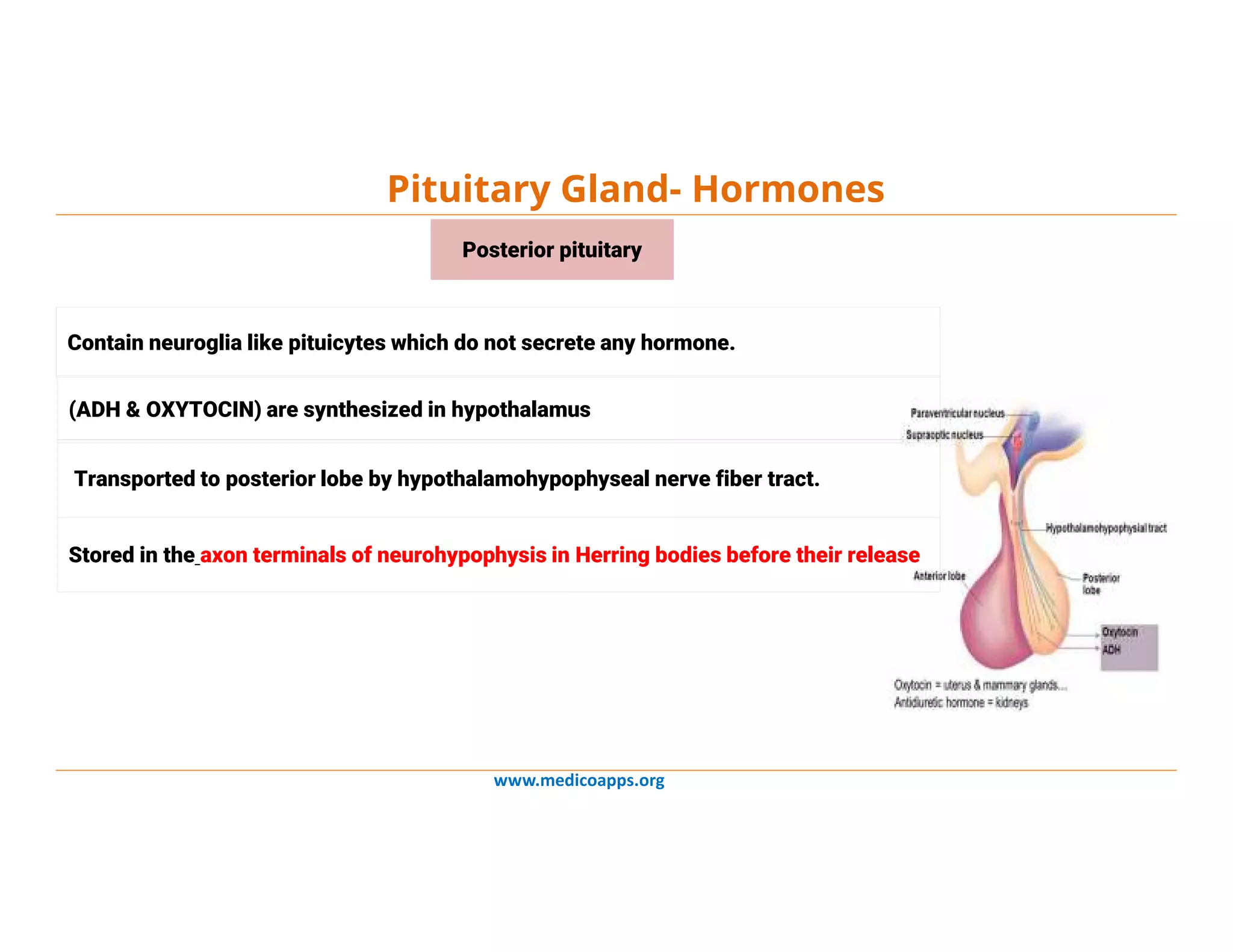 Pituitary gland | PDF