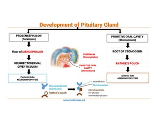 Pituitary gland | PDF