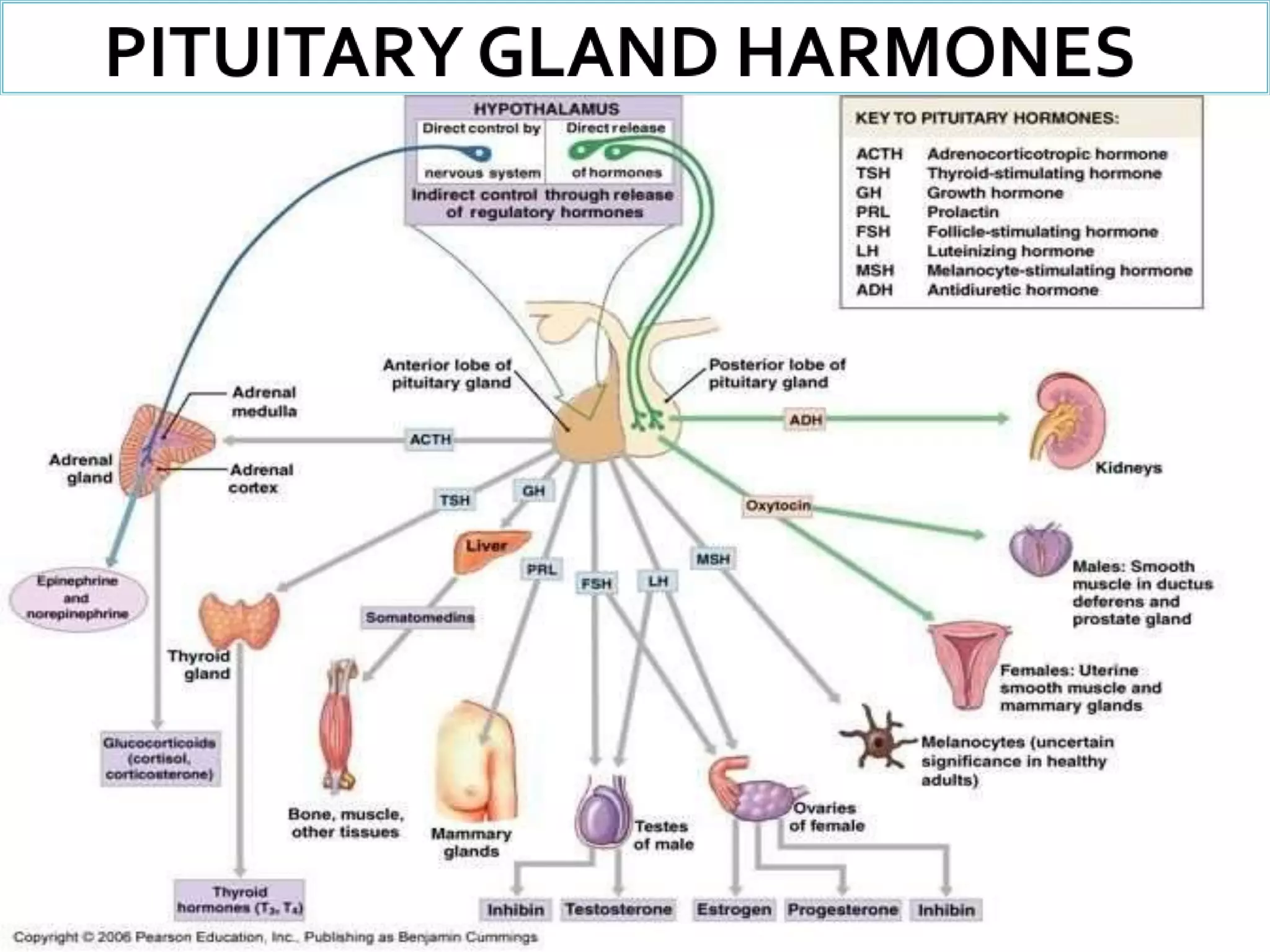 Pituitary gland | PPTX