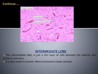 Pituitary gland | PPTX