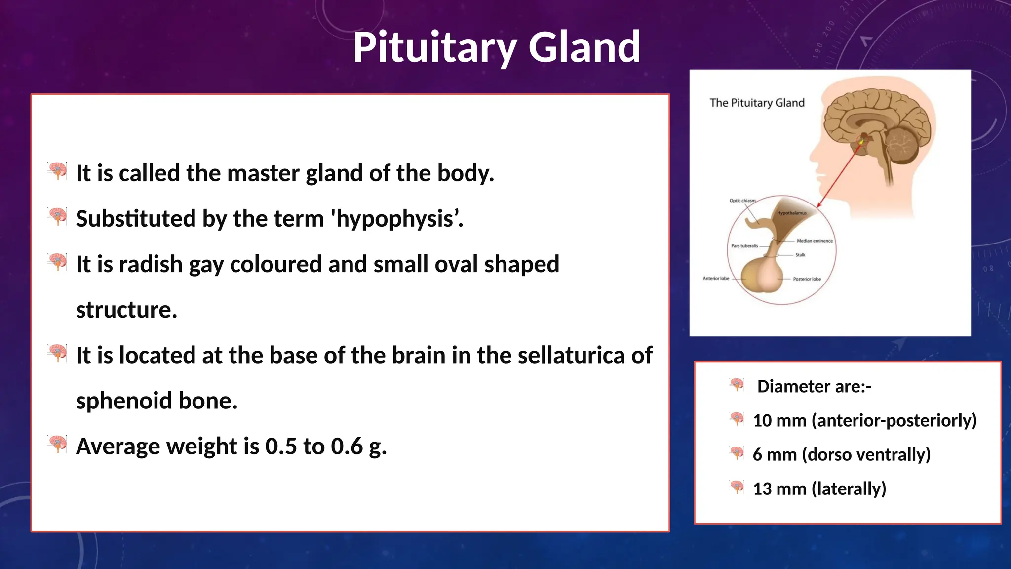 Functional Anatomy and Hormonal Regulation of the Pituitary Gland | PPTX
