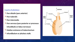 Functional Anatomy and Hormonal Regulation of the Pituitary Gland | PPTX
