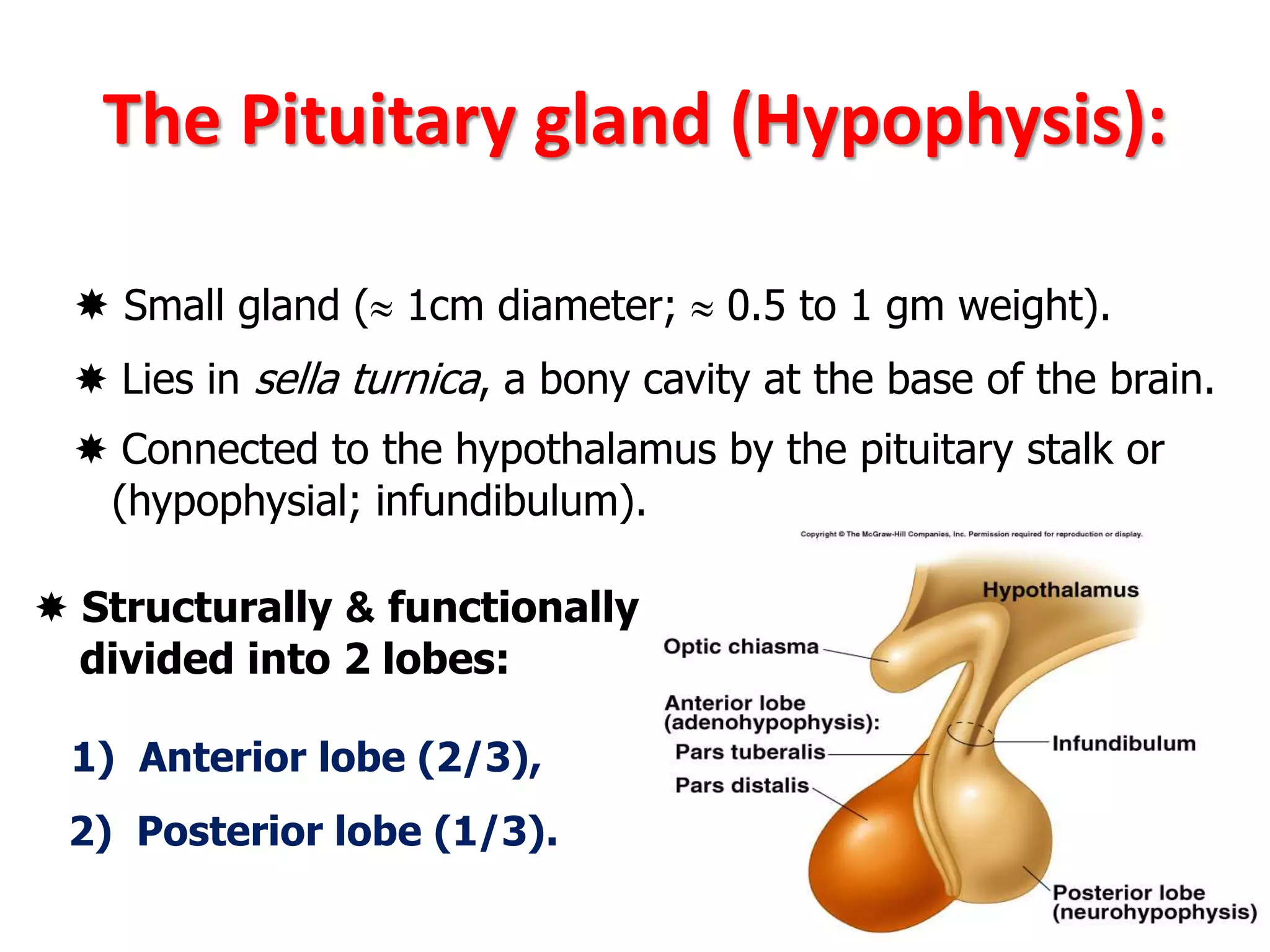 Pituitary gland | PPT