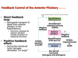 Pituitary gland | PPT
