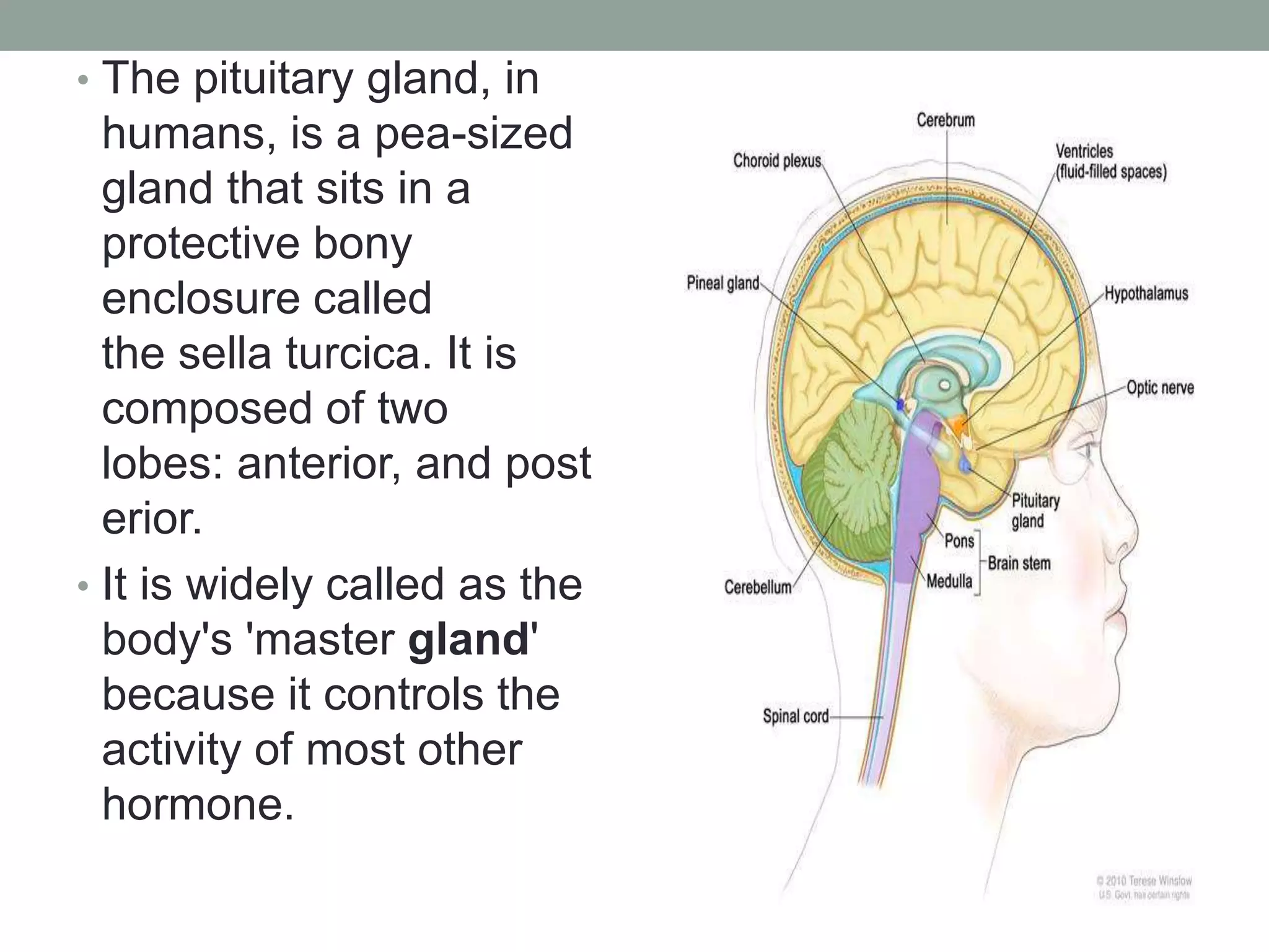 Pituitary gland disorders | PPTX