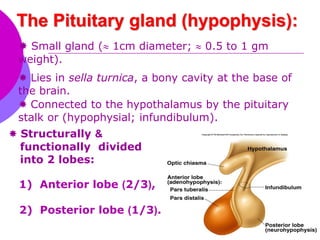 Pituitary Gland.pdf