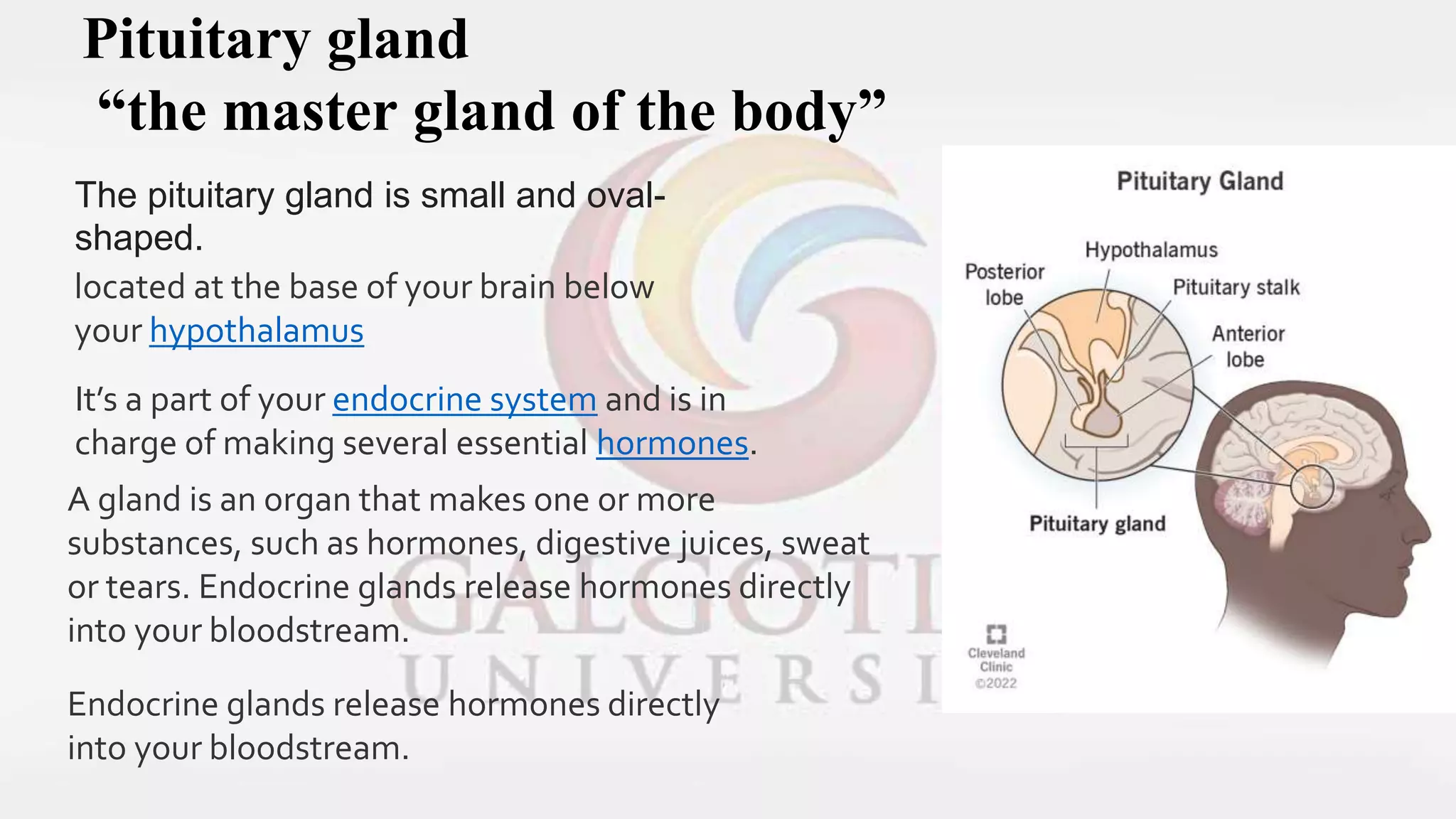 pituitary gland.pptx