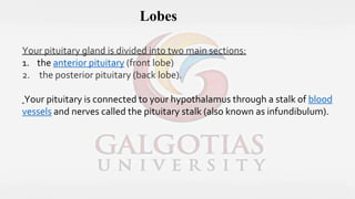 pituitary gland.pptx