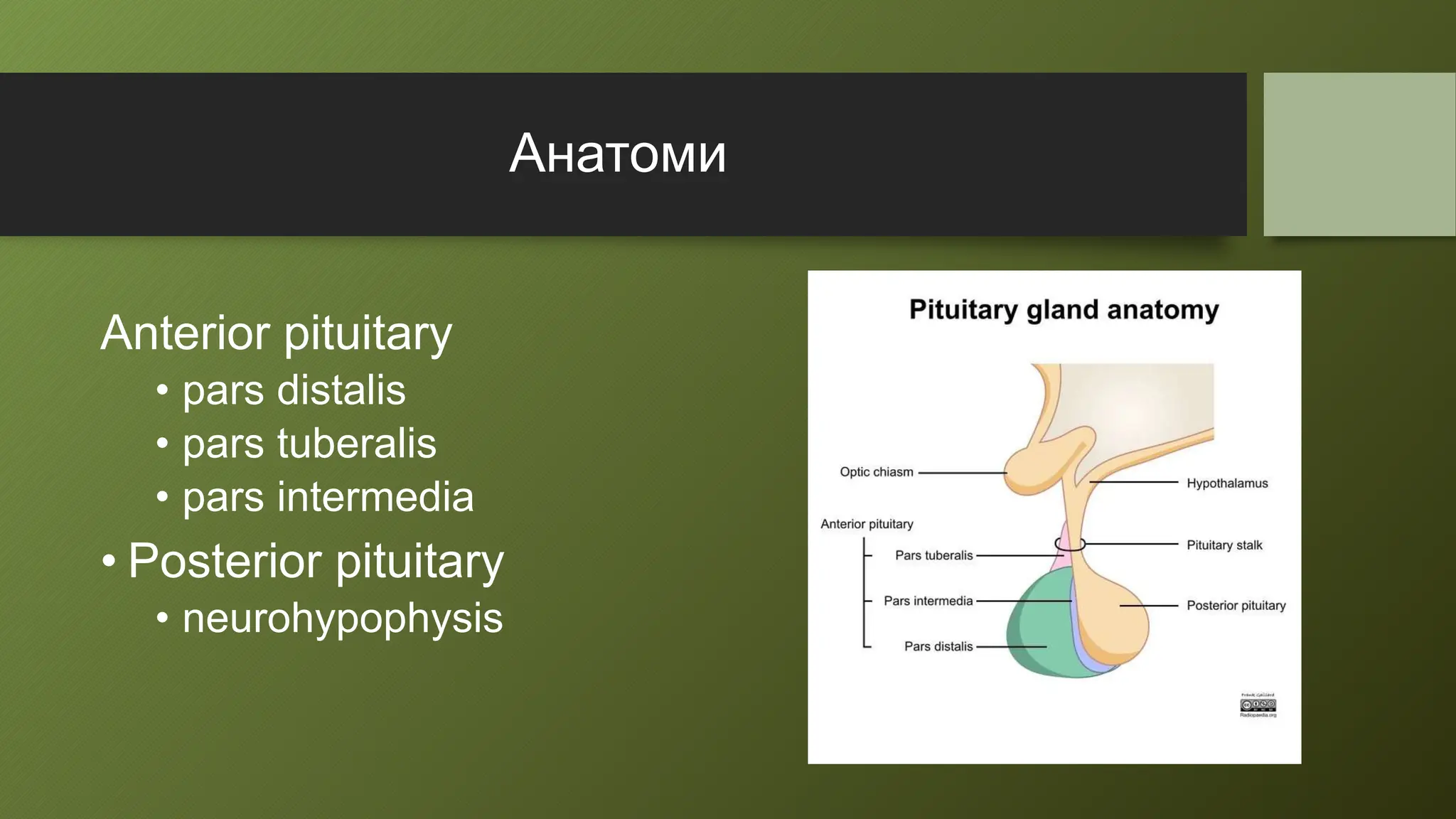 Pituitary gland MRI | PPTX