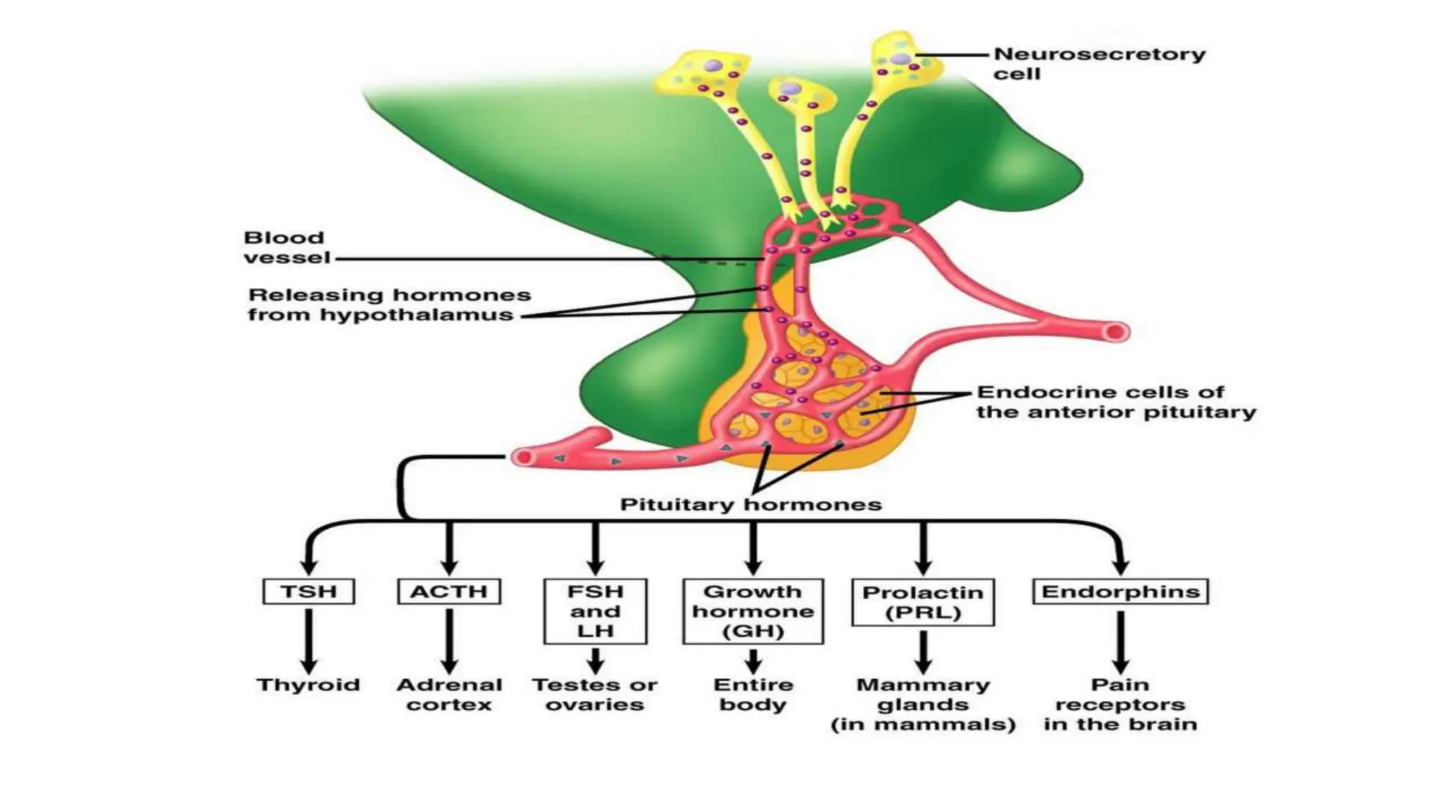 PITUITARY GLAND,LOBES,FUNCTIONS,ABNORMALITIES AND NORMAL RANGES.pptx