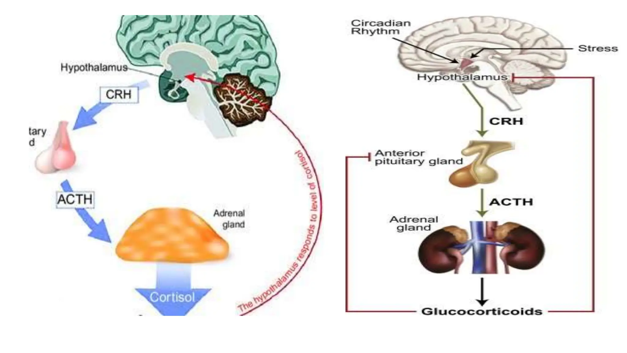 PITUITARY GLAND,LOBES,FUNCTIONS,ABNORMALITIES AND NORMAL RANGES.pptx
