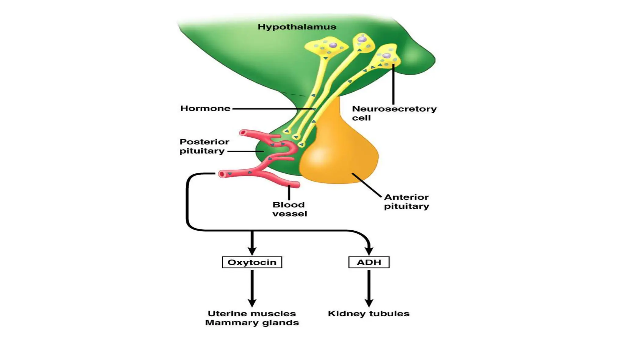 PITUITARY GLAND,LOBES,FUNCTIONS,ABNORMALITIES AND NORMAL RANGES.pptx
