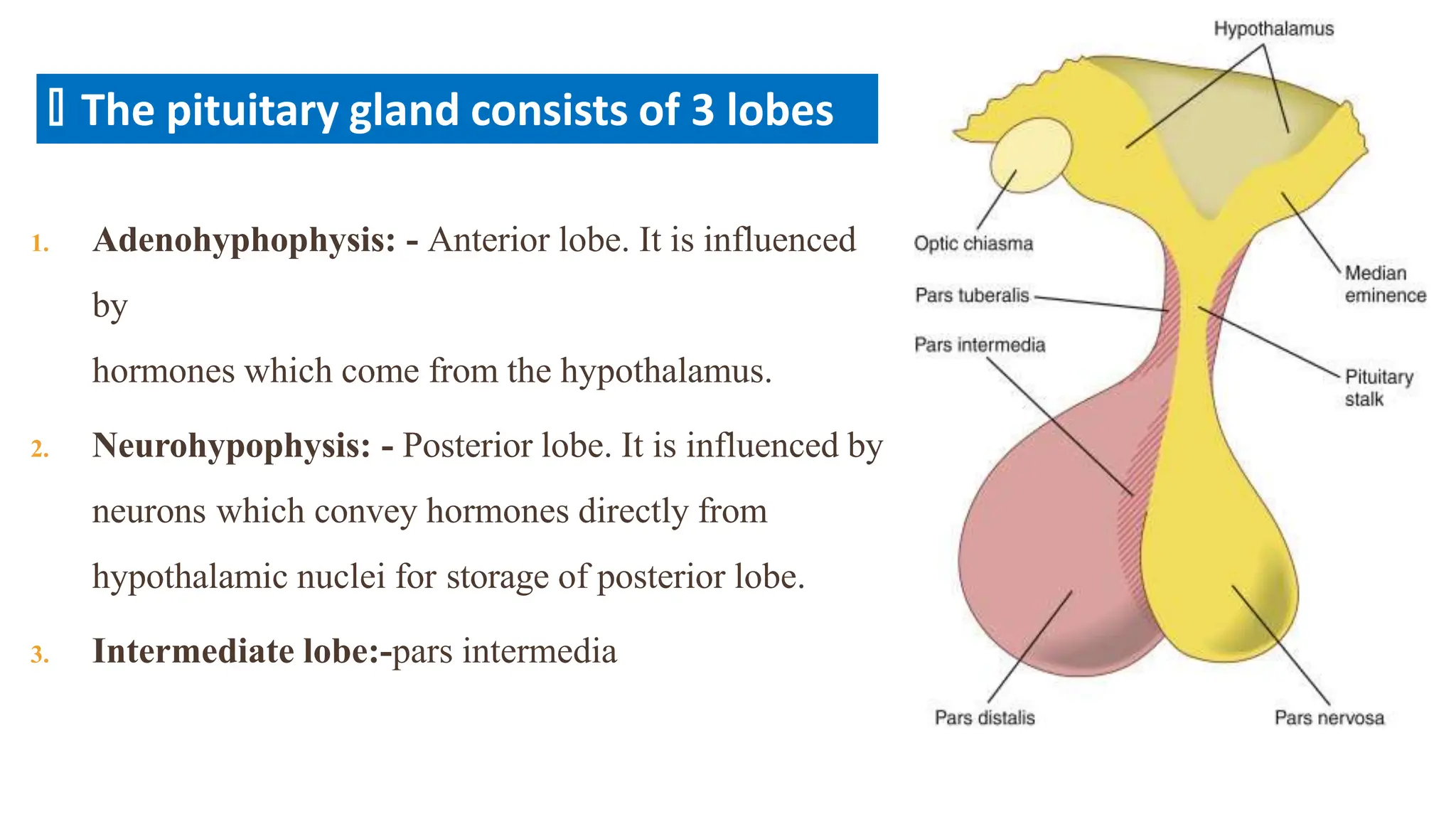 PITUITARY GLAND,LOBES,FUNCTIONS,ABNORMALITIES AND NORMAL RANGES.pptx