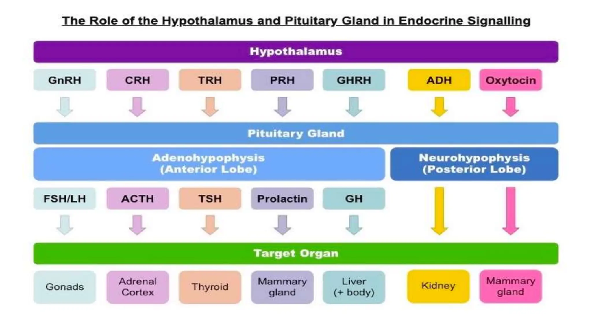 PITUITARY GLAND,LOBES,FUNCTIONS,ABNORMALITIES AND NORMAL RANGES.pptx