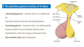 PITUITARY GLAND,LOBES,FUNCTIONS,ABNORMALITIES AND NORMAL RANGES.pptx