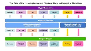 PITUITARY GLAND,LOBES,FUNCTIONS,ABNORMALITIES AND NORMAL RANGES.pptx