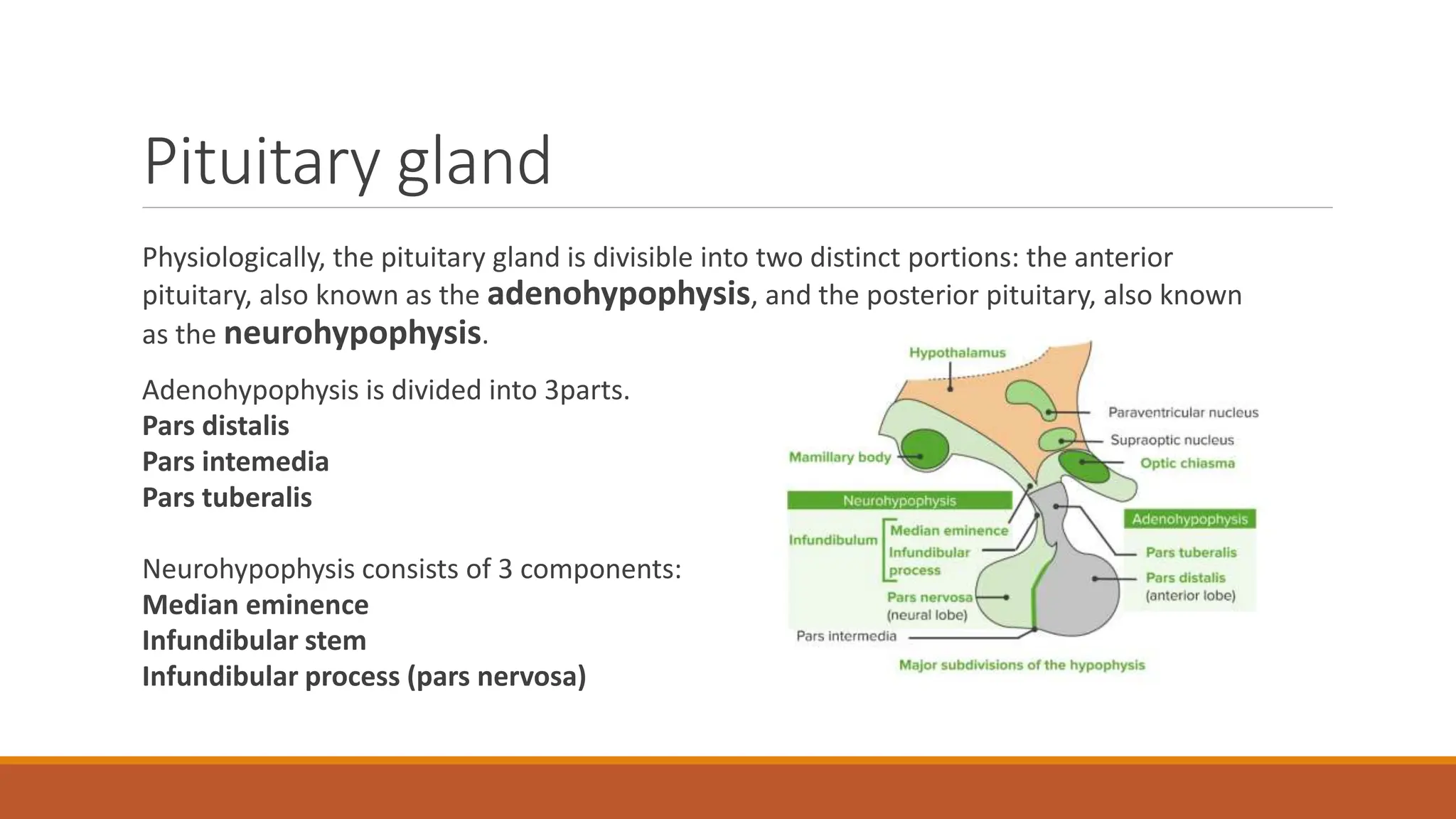 Pituitary gland.pptx functional anatomy of pituitary | PPTX
