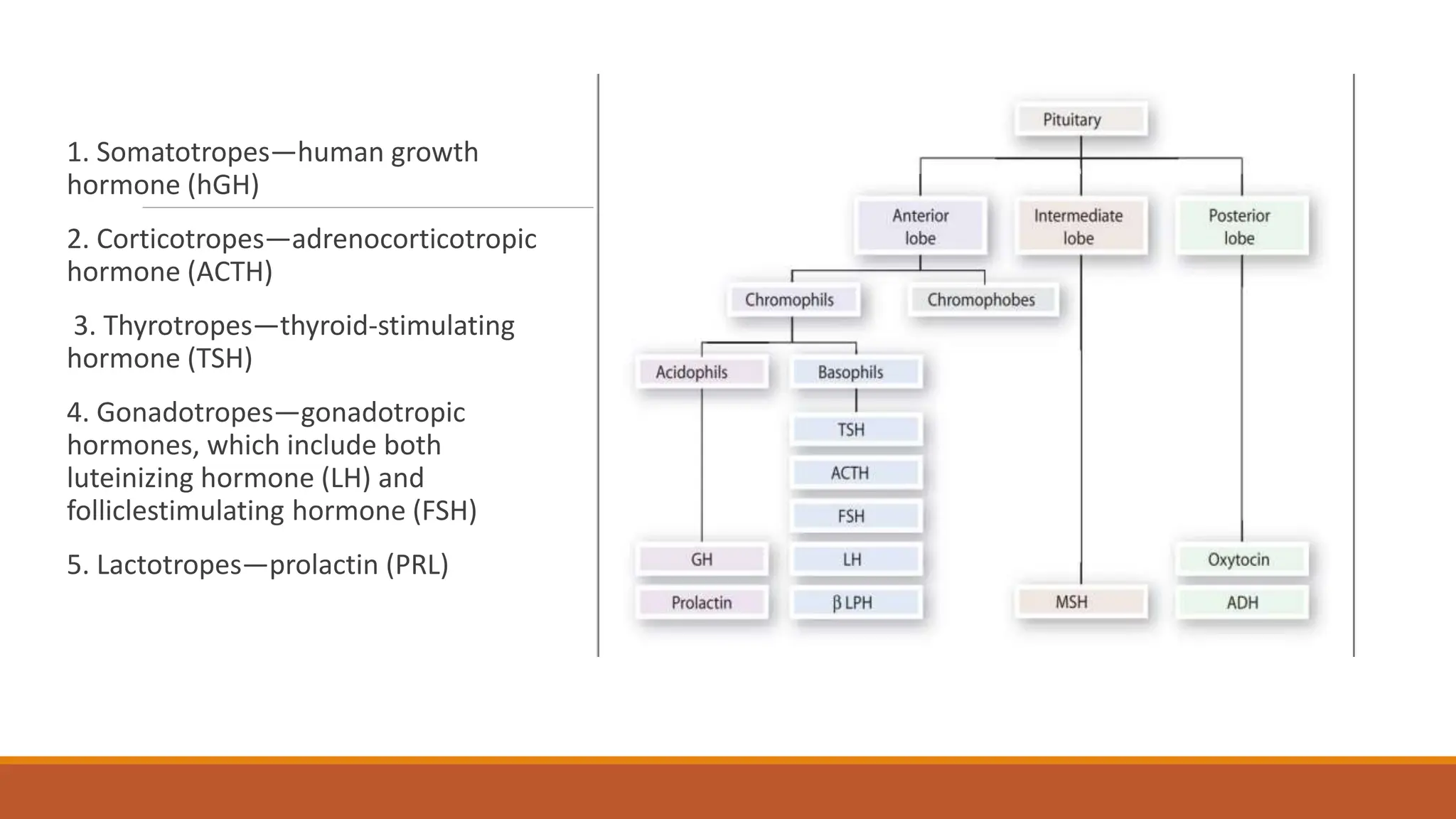 Pituitary gland.pptx functional anatomy of pituitary | PPTX