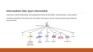 Pituitary gland.pptx functional anatomy of pituitary | PPTX