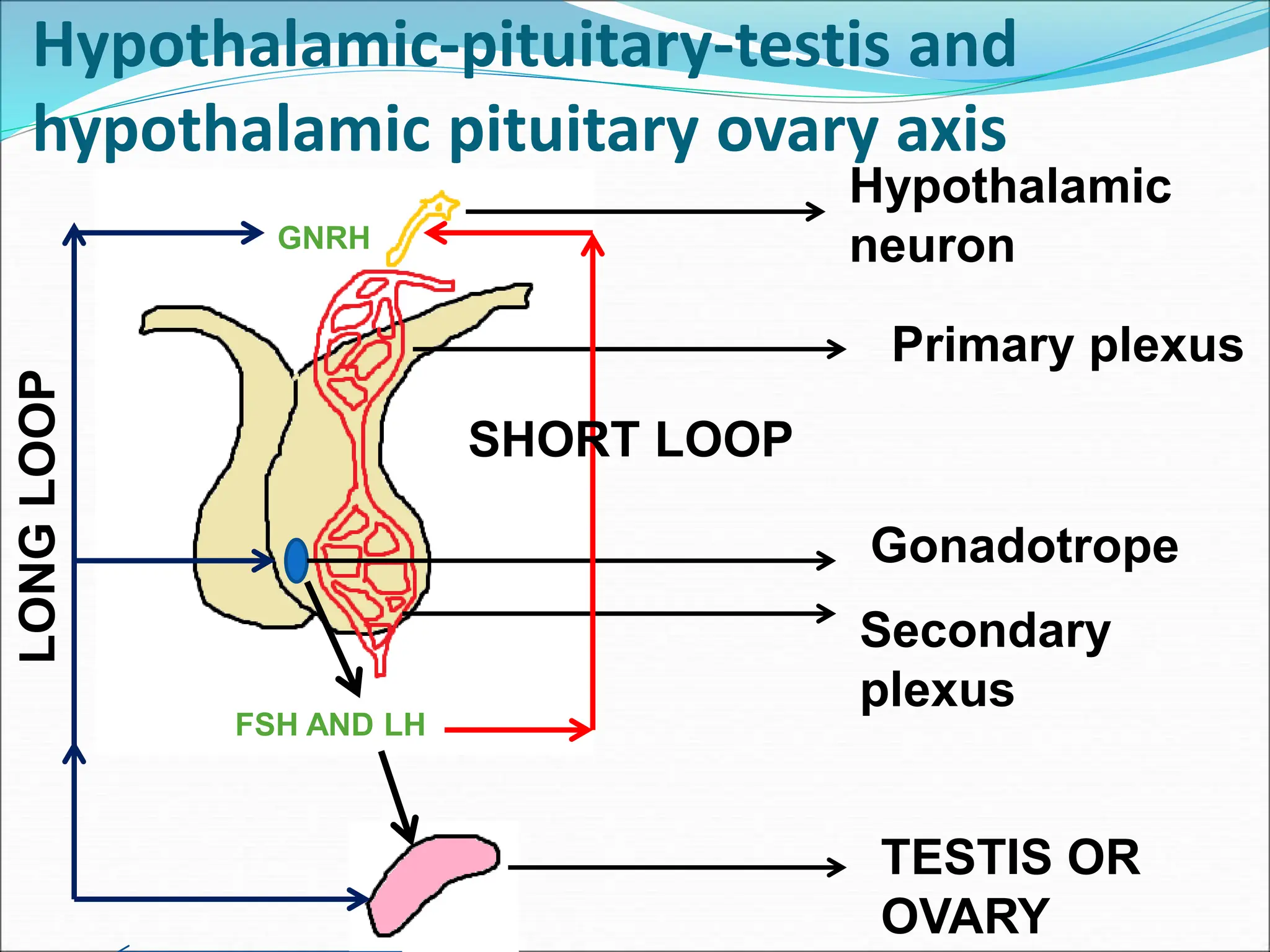 physiology of the human pituitary+gland.pptx