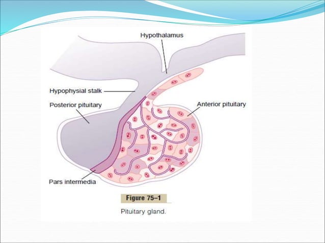 physiology of the human pituitary+gland.pptx