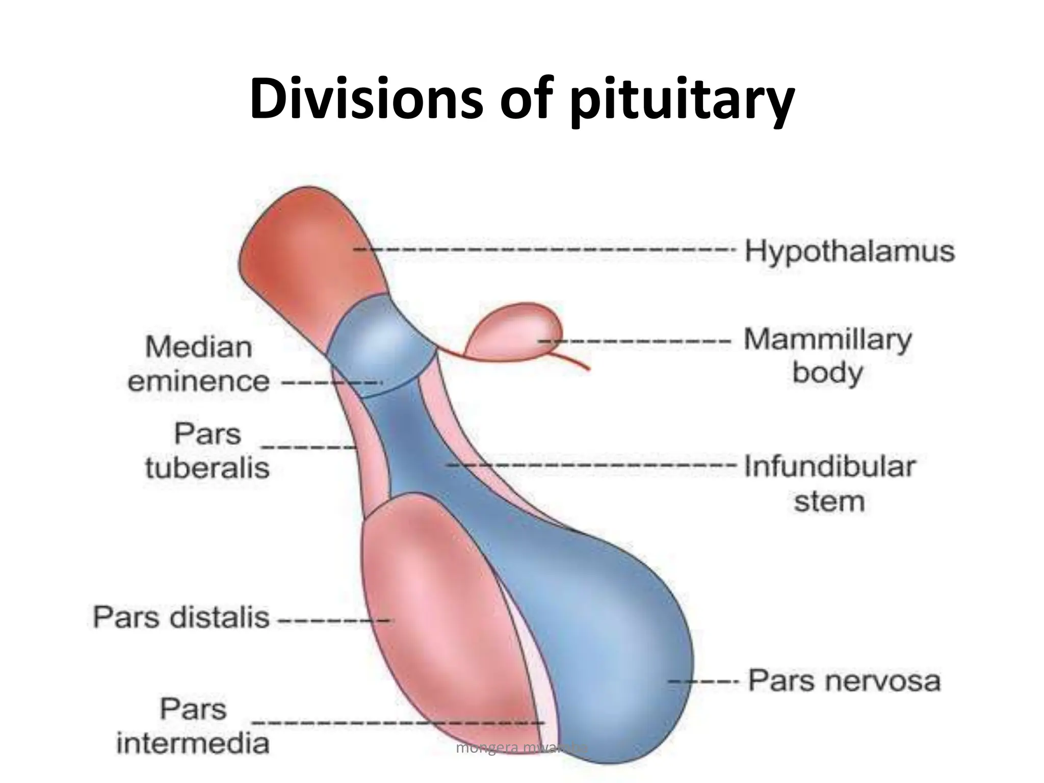 PITUITARY GLAND ANATOMY ENDOCRINE SYSTEM | PPTX | Endocrine and ...