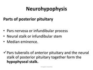PITUITARY GLAND ANATOMY ENDOCRINE SYSTEM | PPT