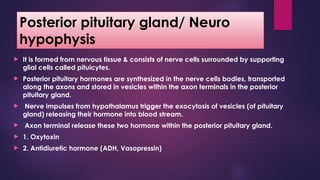 Pituitary gland.pptx Biology class bsc n | PPTX