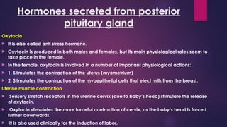 Pituitary gland.pptx Biology class bsc n | PPTX