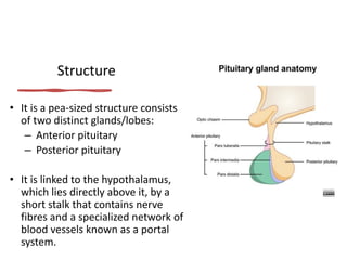Pituitary Gland.pptx.pdf hormones and its deficiencies | PDF